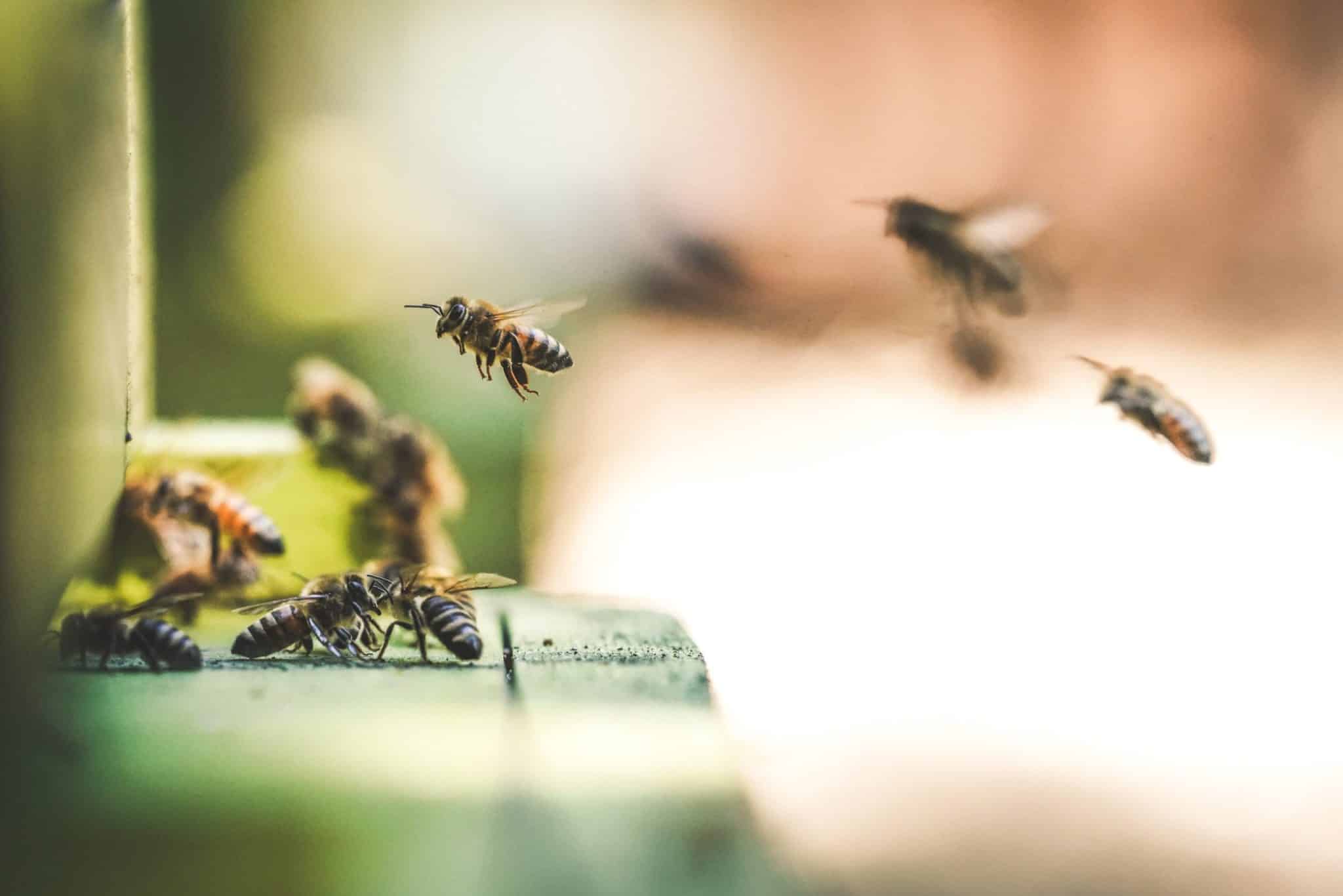 BridgeBee: An Interactive Beehive of Bridge Hands - Great Bridge Links